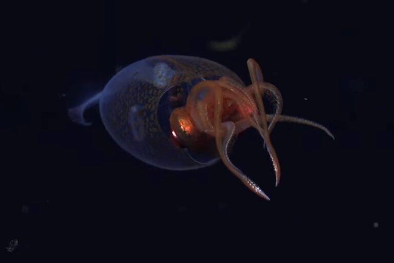 Transparent colossal squid captured on video for the first time, and the footage goes viral ...