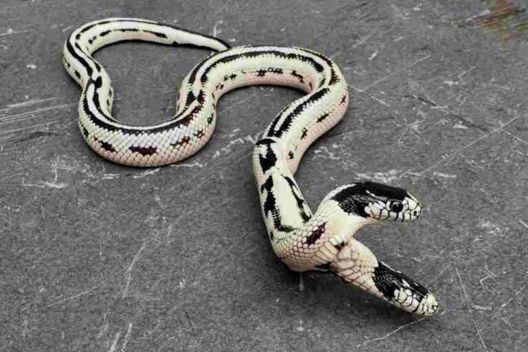 Maak kennis met de zeldzame tweekoppige slang die werd geboren in een ...