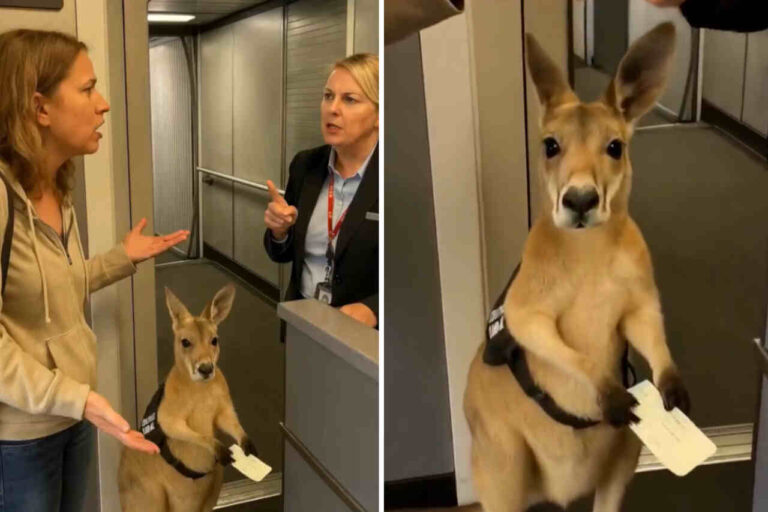 Real ou IA? Vídeo com "canguru de suporte emocional" sendo impedido de ...