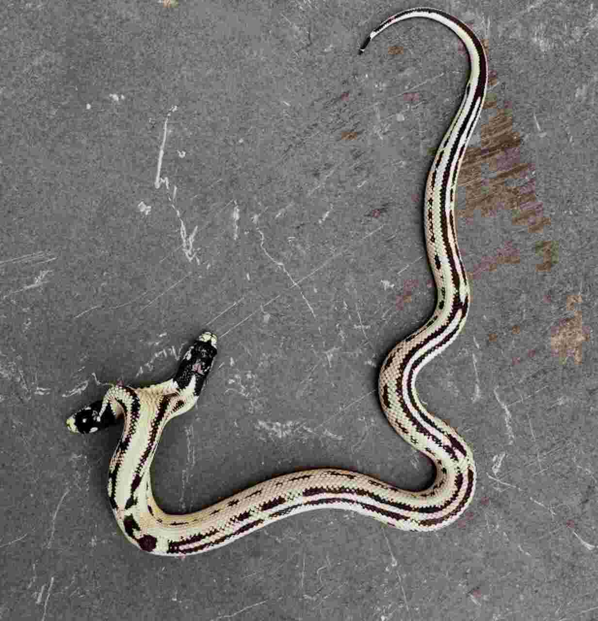 Maak kennis met de zeldzame tweekoppige slang die werd geboren in een ...