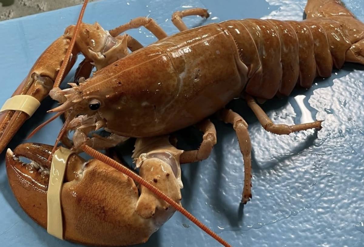 Kucharz powstrzymuje rzadkiego homara przed zostaniem kolacją, a ...