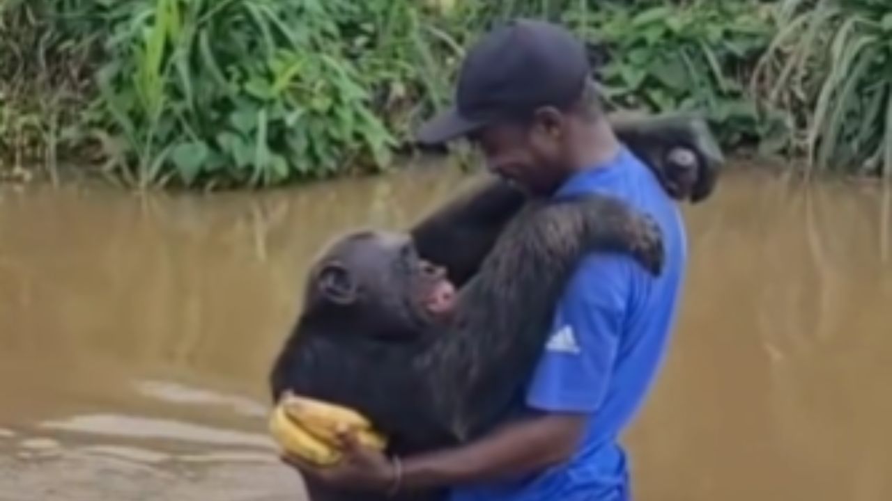 Liikuttava video: Simpanssi tapaa vanhan hoitajansa uudelleen vuosia ...
