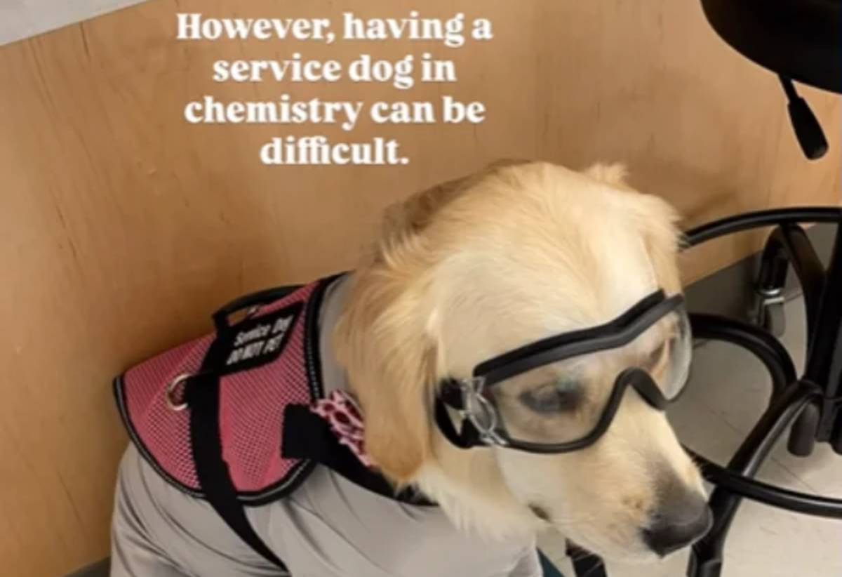 Service dog honored during his handler’s graduation and moves the ...